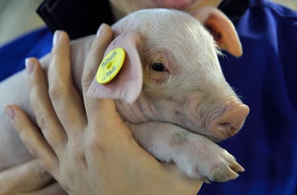Qu’attendre de la vaccination des porcelets